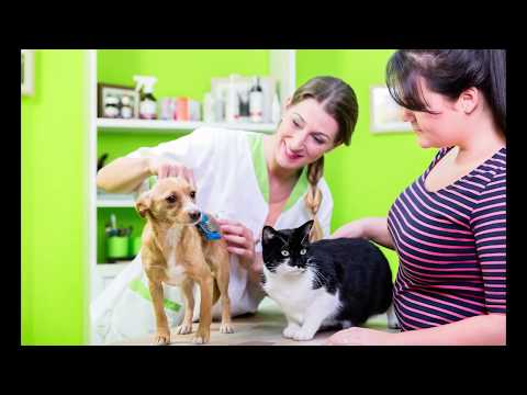How to Become a Dog Groomer