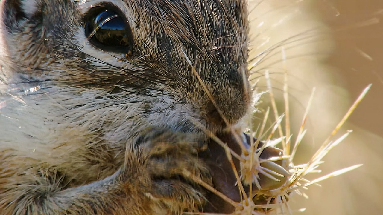 Squirrels in the Wild | Animal Documentary