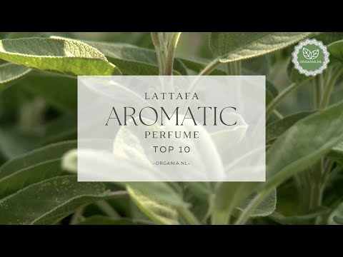Top 10 Aromatic Perfume - Lattafa