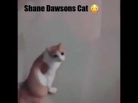 Shane Dawson's Cat