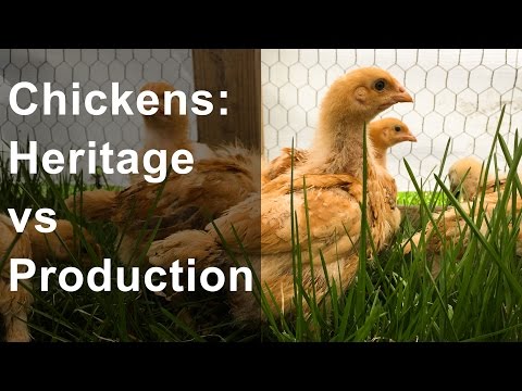 Chicken Breeds: Heritage vs Production