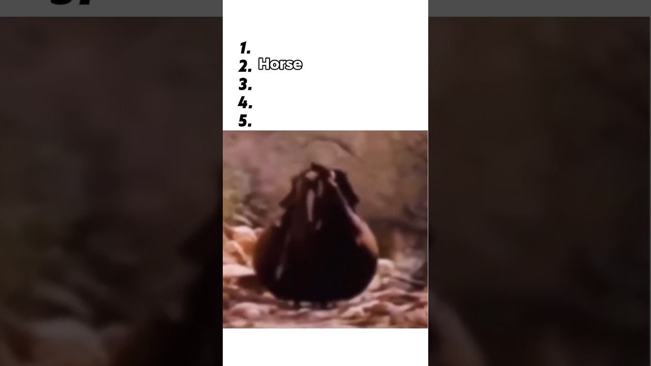 Ranking No Context Animal Memes