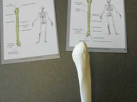 Fibula