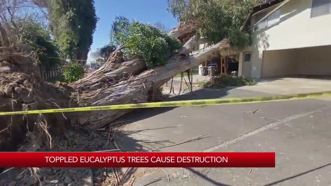 Toppled eucalyptus trees cause destruction