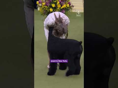 Giant schnauzer wins America's top dog show