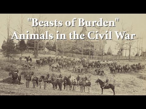 Beasts of Burden: Animals in the Civil War