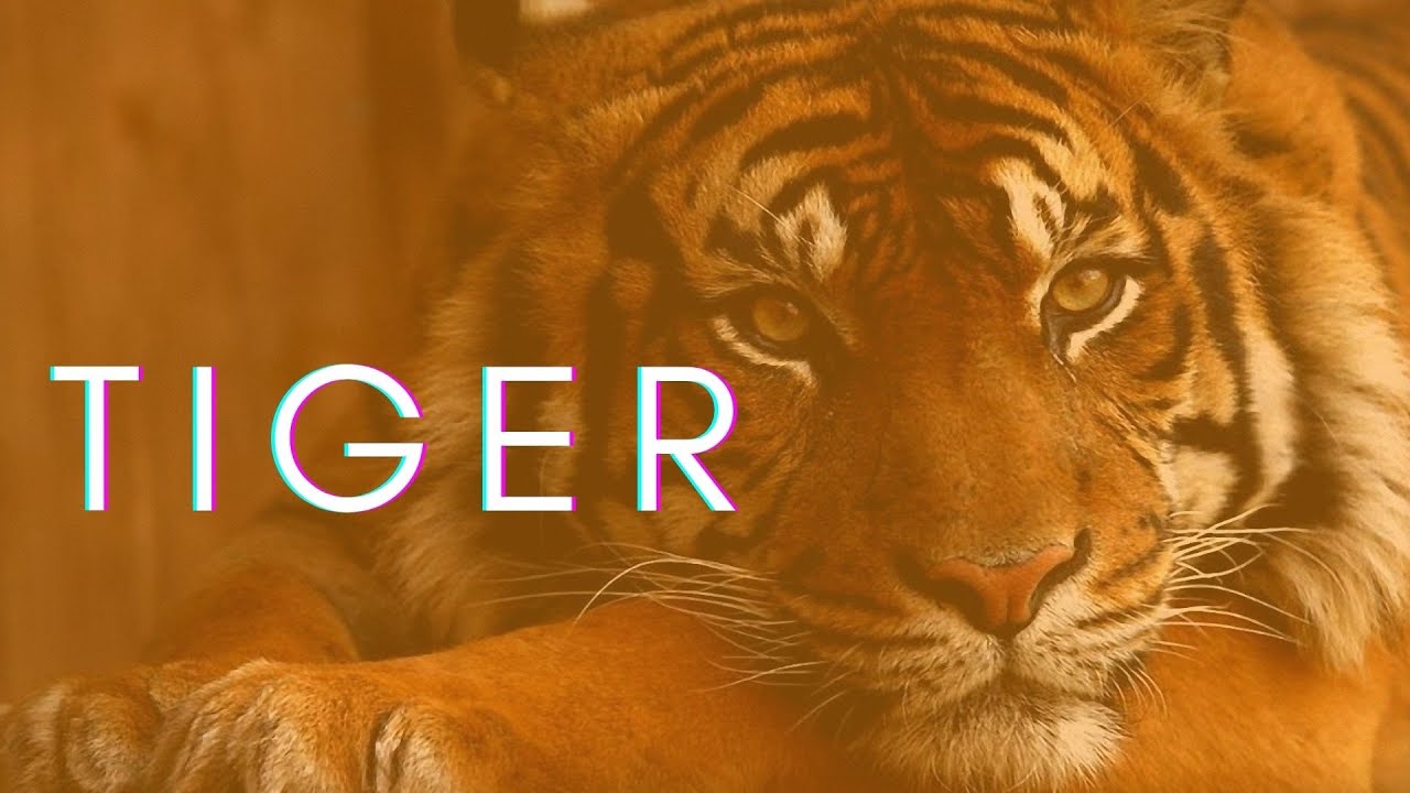PPT on TIGER || Preferable PPT