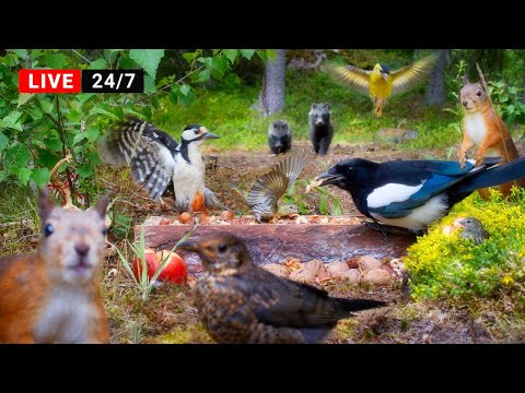 π΄24/7 LIVE CAT TV NO ADSπΊ Squirrels Birds & More -Tanuki Puppies and Nature Fun for All