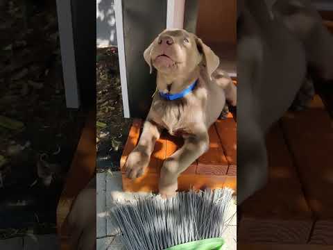 Silver Labrador for hunting