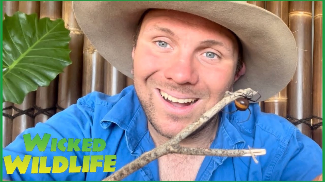 10 Things You Didn’t Know About The Red Back Spider