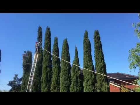 Pruning top 20% of Italian Cypresses off over a pool ๐