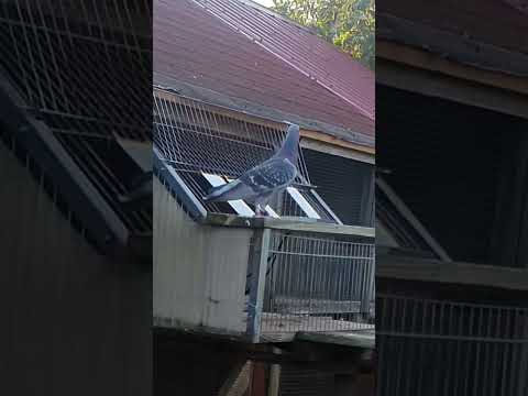 The First Pigeon From 950 Km!