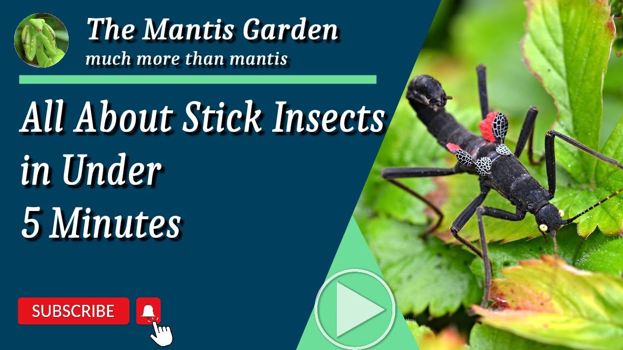 All About Stick Insects in under 5 minutes