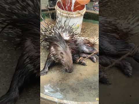 #animal #jungle #jungali janwar Sahi