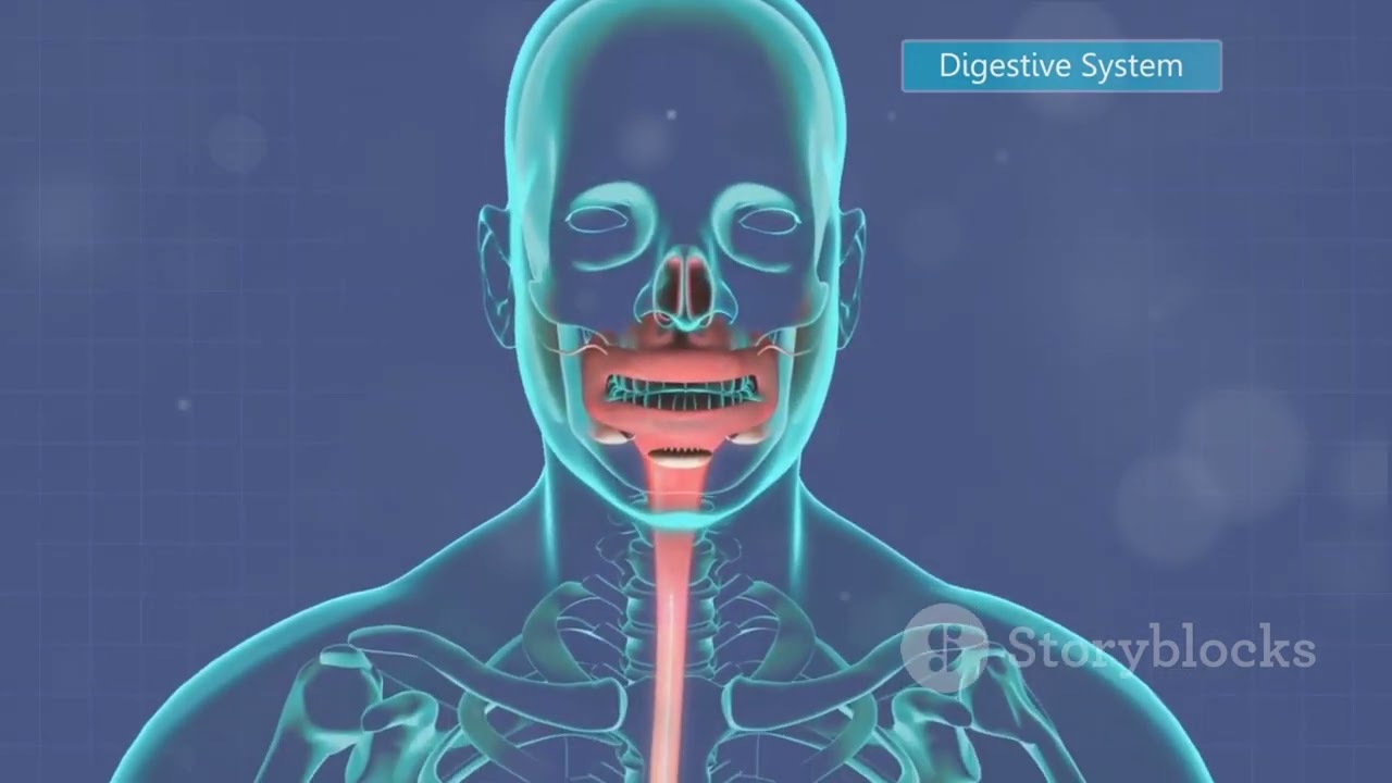 Decoding Human Metabolism: A Comprehensive Mind Map