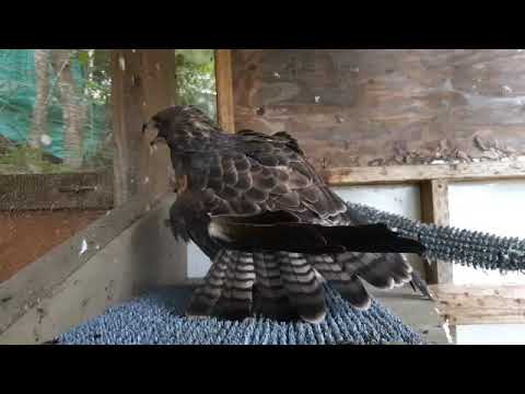 Swanson's Hawk