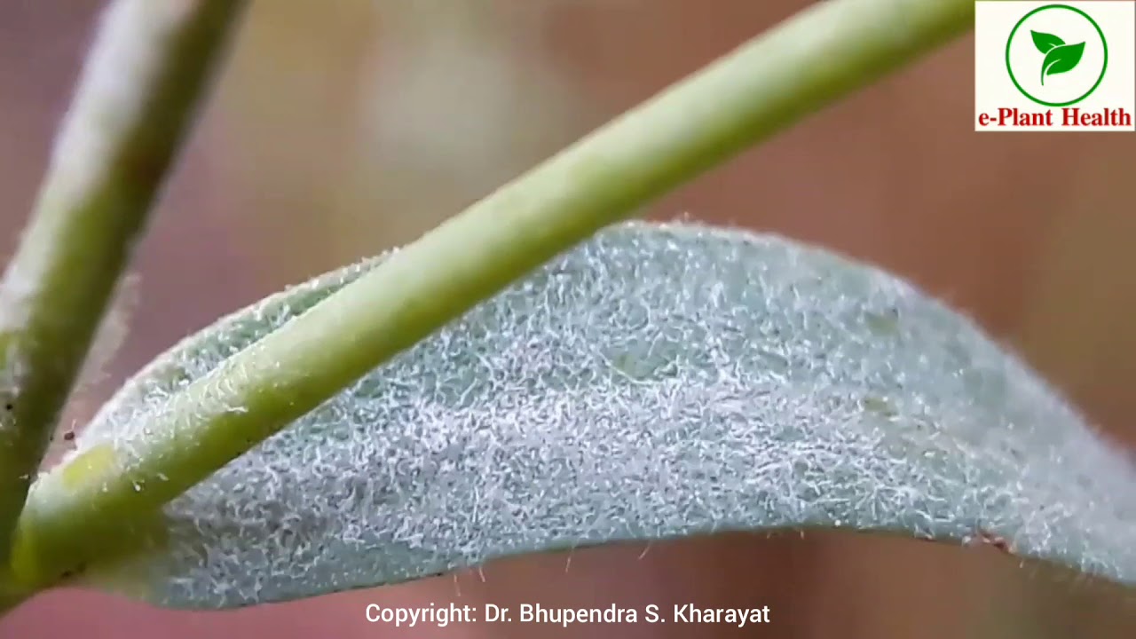 Powdery Mildew of Linseed Caused by Oidium lini