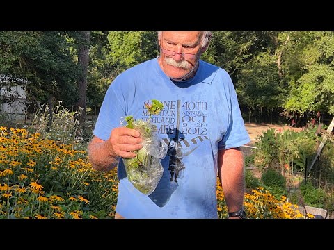 Aster Yellows on Echinacea