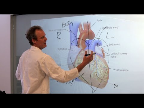 Healthy Curiosity - We're curious about the heart!