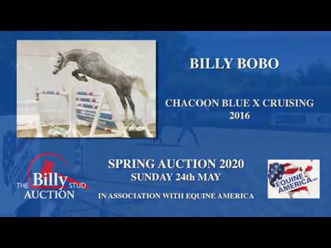 The Billy Stud Auction | 7. Billy Bobo