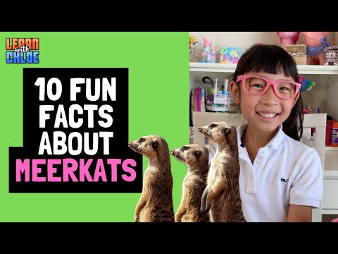 10 Fun Facts about Meerkats | Timon from The Lion King!