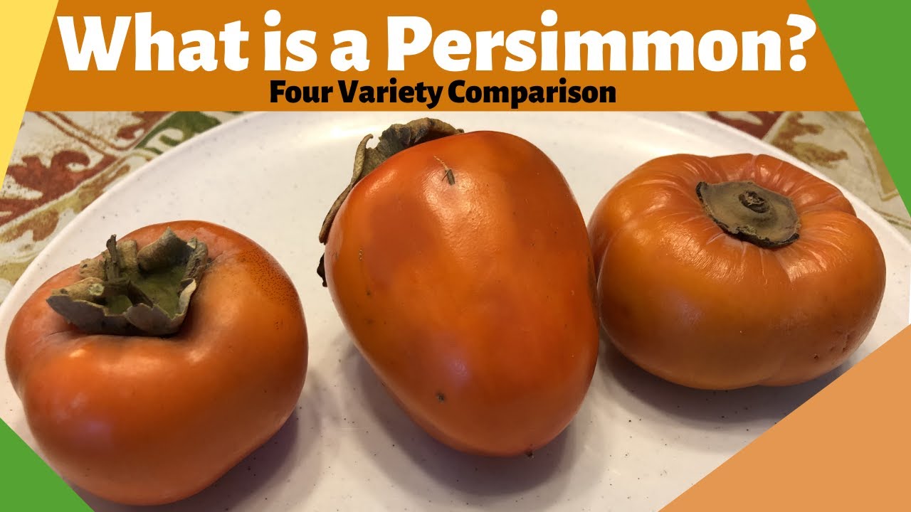 Four Persimmon Varieties Compared| Which One is Best?