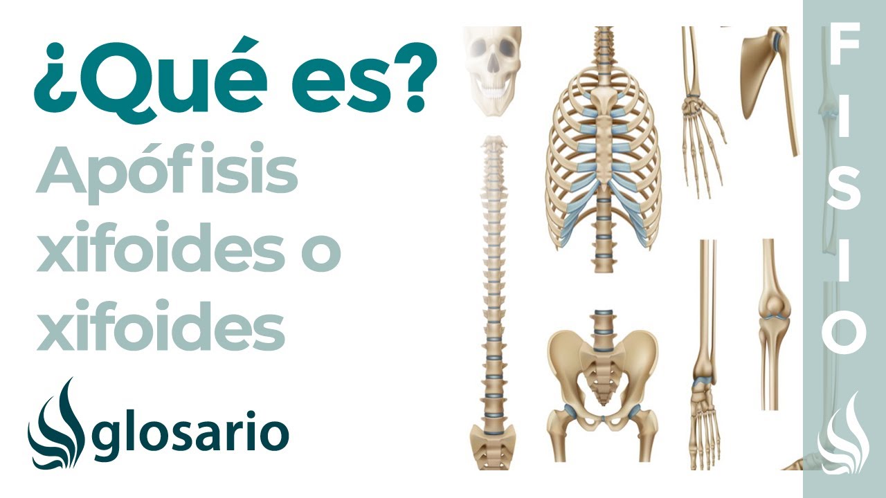 XIPHIOID PROCESS | What it is, location, function, and injuries