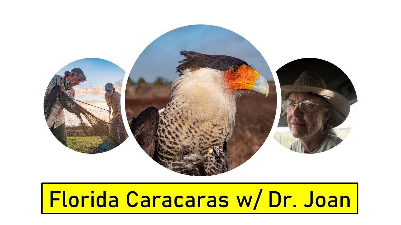 Florida Caracaras with Dr. Joan Morrison