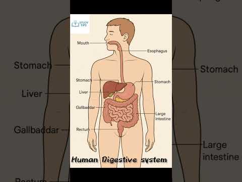 "Human Digestive System Diagram Without Labels | School Project Chart