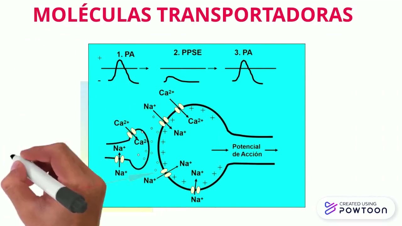 Farmacodinamia.pptx
