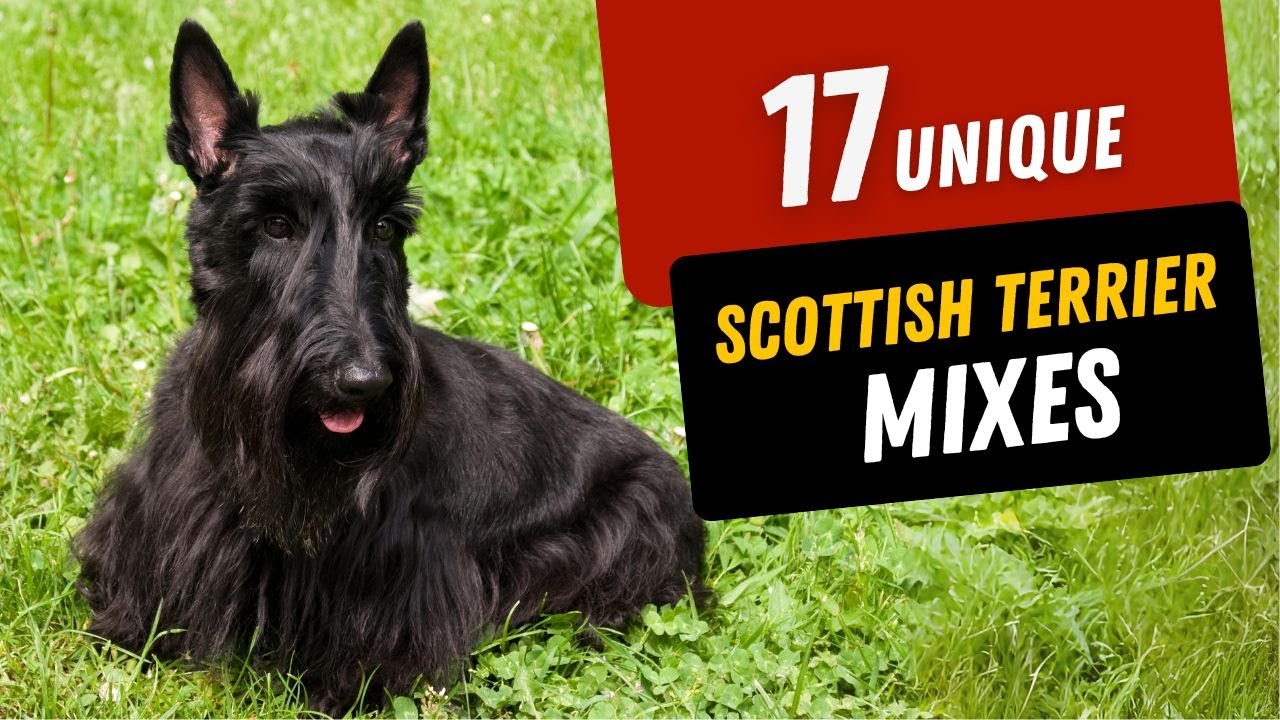 17 Unique SCOTTISH TERRIER Mixes: A Must-See for Dog Lovers!
