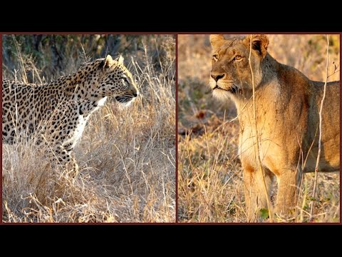 A Leopardess Searches for Her Cub & Back with the Imbali Super Pride