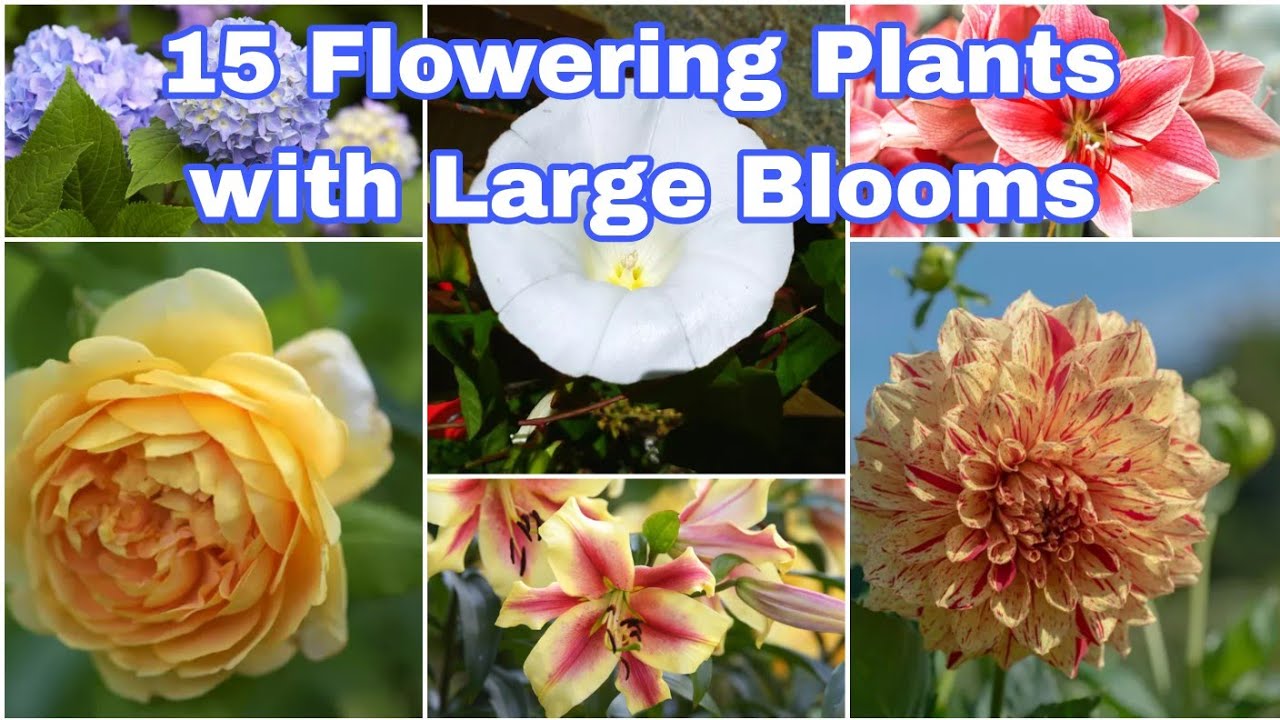 15 Flowering Plants with Large Blooms/Gardening