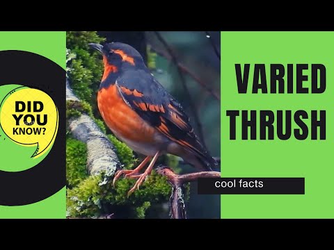 varied thrush facts 🦜