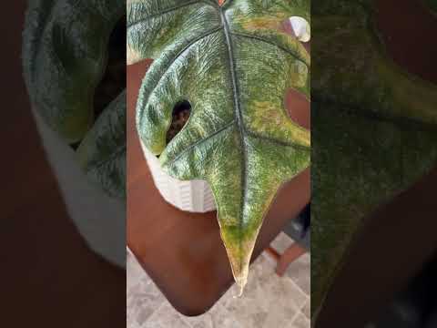 How to Spot Spider Mites on Your Plants
