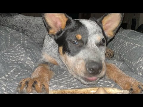 BLUE HEELER/ Australian Cattle Dog “Moxie”- the baby dogg- a