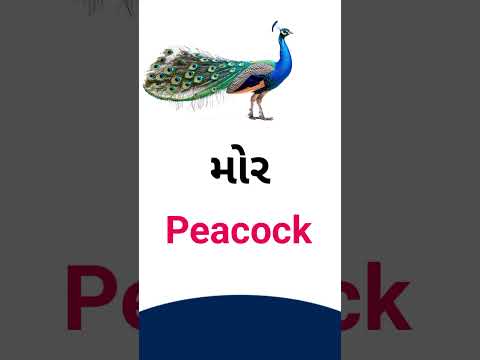 Peacock meaning in Gujarati - English dictionary