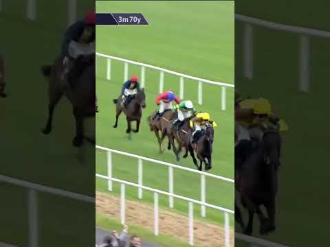 GALOPIN DES CHAMPS - what a racehorse!! #horse #horseracing #racingtv #sport #britishhorseracing