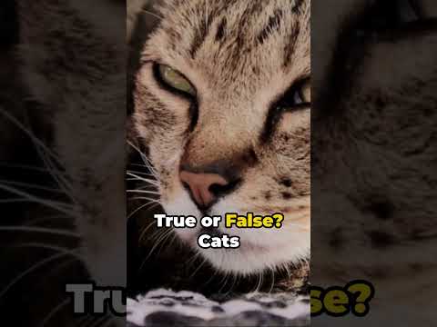 Furry Feline Fun: Cat Facts, Quizzes and Riddles Part 3