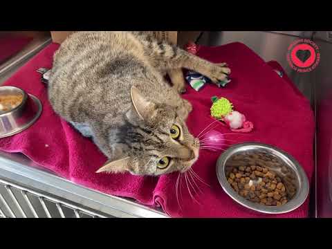 Froggy (02-03-2024) (Adopted)