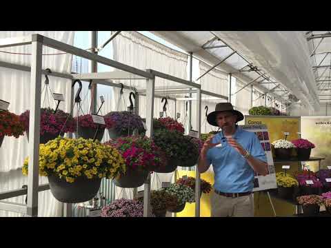 New Colors for Cabaret Calibrachoa