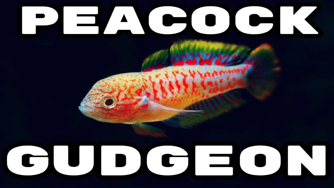 Peacock Gudgeon - The Perfect Nano Fish