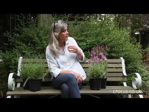 Lavenders: French vs English