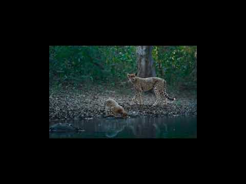 Acharya Teaser Cheetah scene #Ramcharan #Chiranjeevi. Do subscribe to my channel #Day#Dreamers#Club