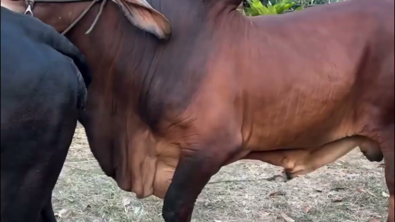 Black cow mating 