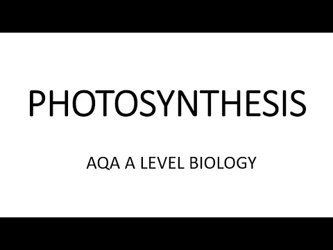 PHOTOSYNTHESIS - AQA A LEVEL BIOLOGY + EXAM QUESTIONS RUN THROUGH