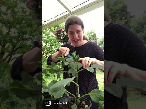 How to pinch out Dahlias