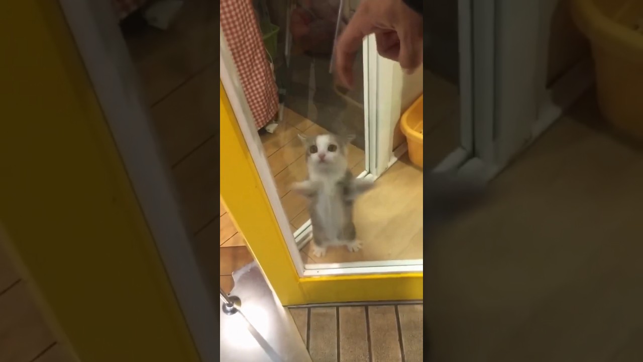 HAPI HAPI HAPI🕺🏻 #meme #memes #happy #cat #cats #subscribe #shorts #like