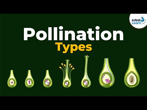 Types of Pollination | Don't Memorise