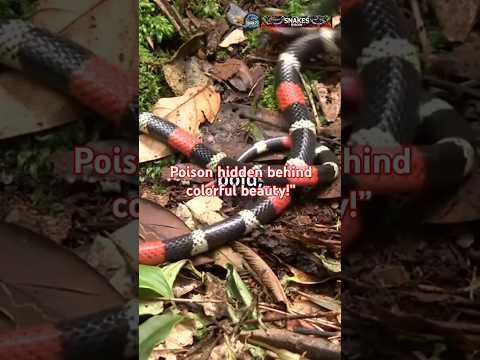 Coral Snakes: Dazzlingly Colorful But Deadly Venomous!"